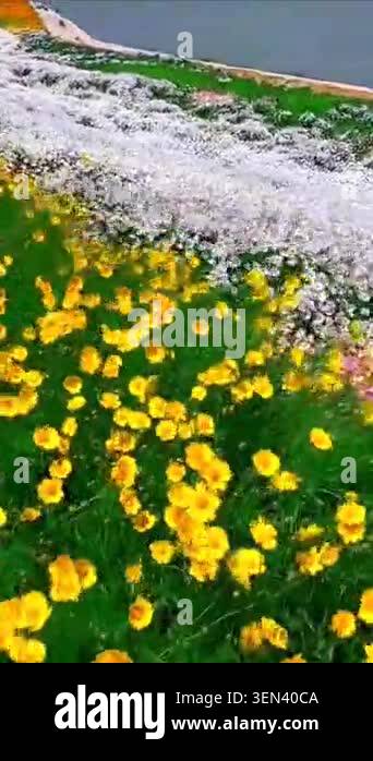 beautiful flowers in the garden, Flowers, Fruits, Rose, Daisy ...