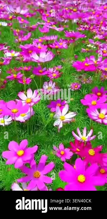 beautiful flowers in the garden, Flowers, Fruits, Rose, Daisy ...