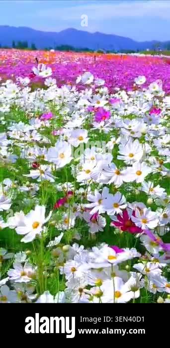 beautiful flowers in the garden, Flowers, Fruits, Rose, Daisy ...
