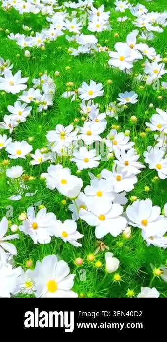 beautiful flowers in the garden, Flowers, Fruits, Rose, Daisy ...
