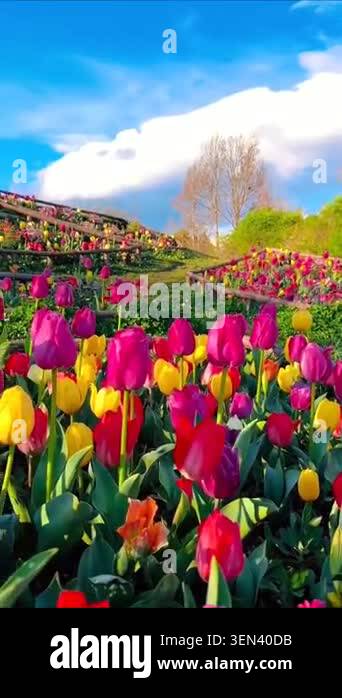beautiful flowers in the garden, Flowers, Fruits, Rose, Daisy ...
