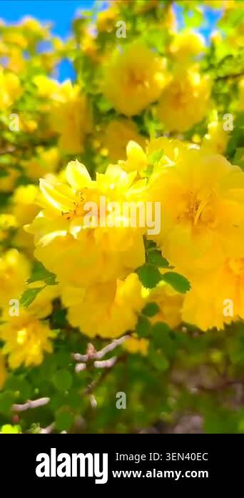 beautiful flowers in the garden, Flowers, Fruits, Rose, Daisy ...