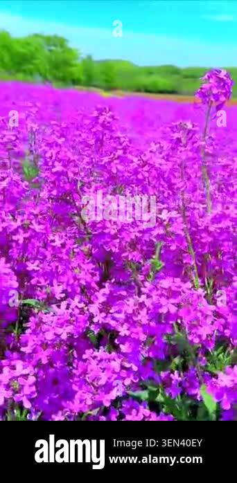 beautiful flowers in the garden, Flowers, Fruits, Rose, Daisy ...