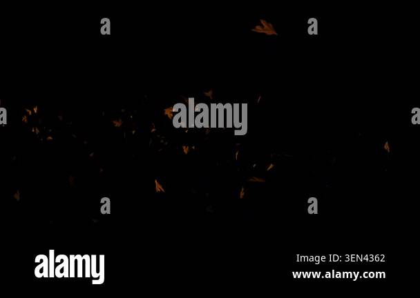 Autumn Leaves Gently Falling on Black Background Stock Video Footage ...