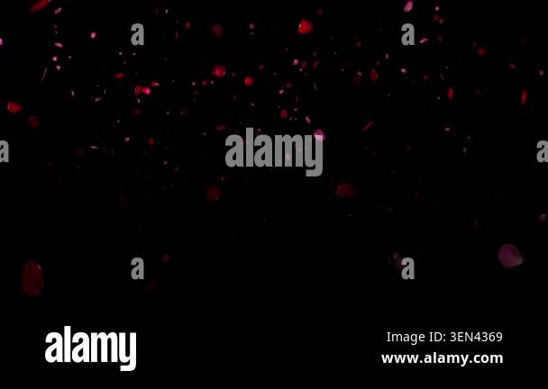 Seamless animation with Rose Petals Gently Falling on Black Background ...