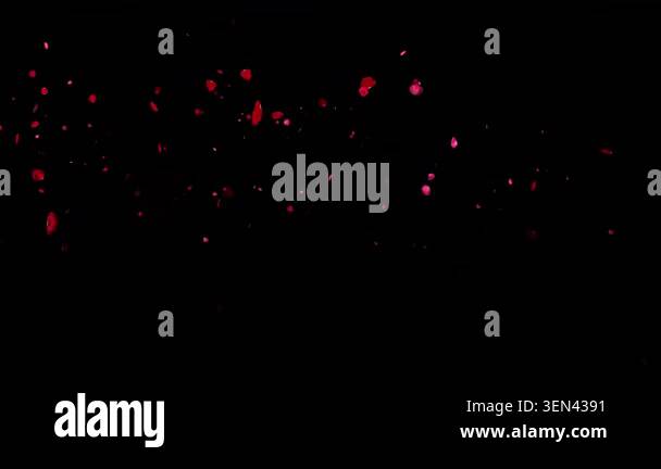 Falling red rose petals over black background in a seamless loop Stock ...