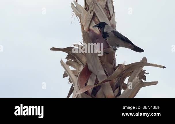 Wild crow bird perched on textured palm tree trunk close up Stock Video ...