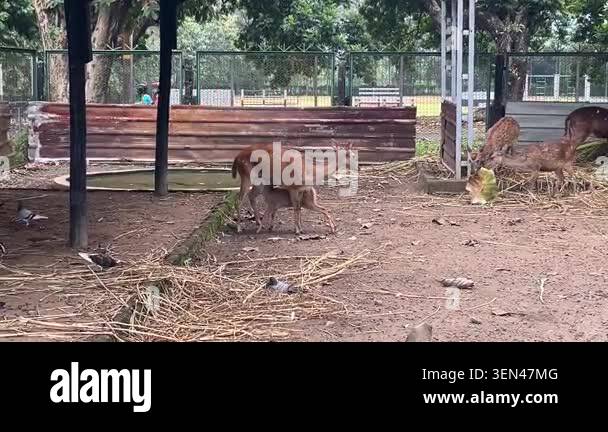 A wide view of several deer in a spacious enclosure with wooden fences ...