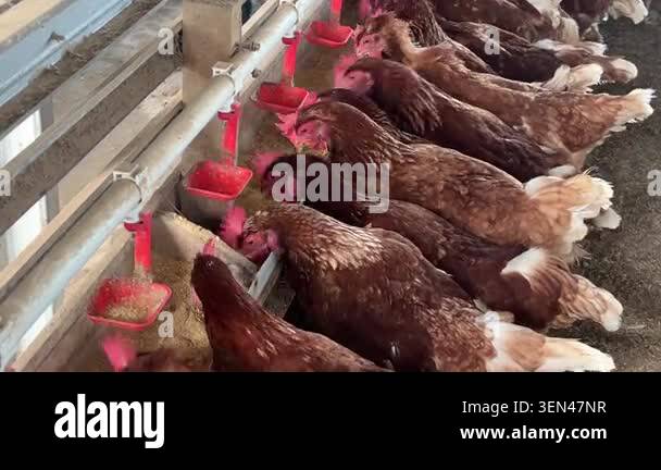 Brown hens crowd an industrial feeding trough with red water dispensers ...