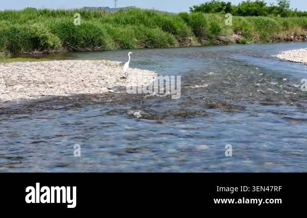 White bird standing near flowing riverbank Stock Video Footage - Alamy