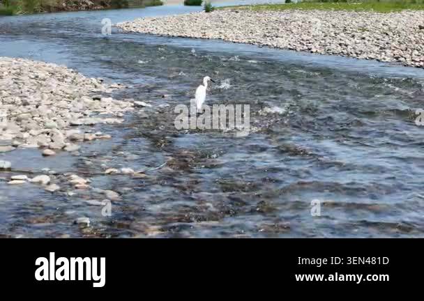 White bird standing on rocky riverbank water Stock Video Footage - Alamy