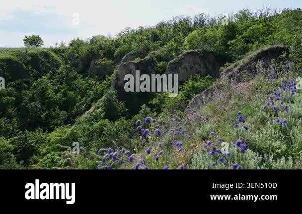 Chalk Ravine and Wildflowers in Nyzhnovorsklyanskyi Regional Landscape ...
