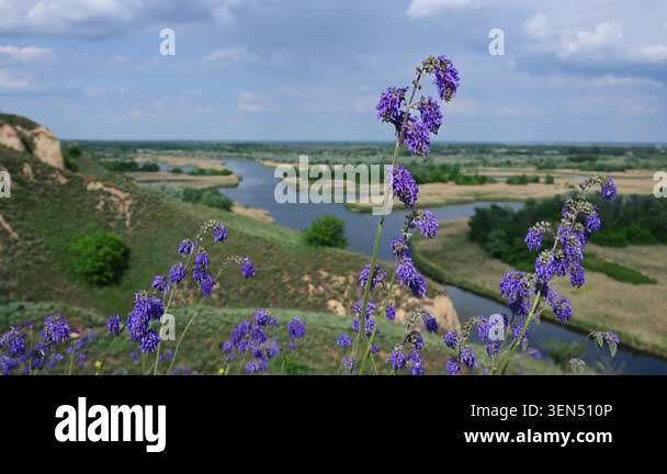 Purple Sage Flowers Above the Vorskla River Valley in ...