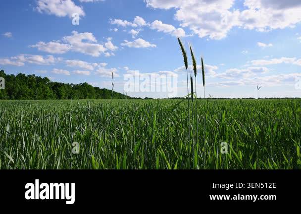 Green Wheat Field with Rye Ears Under Blue Sky. Triticum aestivum and ...