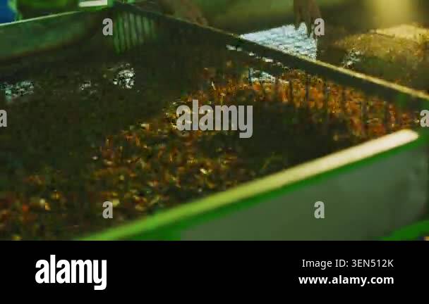 Close-up of hands sorting raw tea leaves material on a vibrating ...