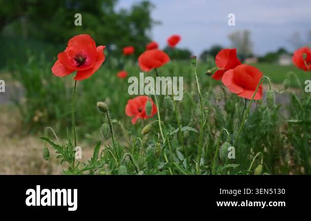 Corn Poppies Blooming Along Rural Field Edge. Papaver rhoeas Wild Red ...