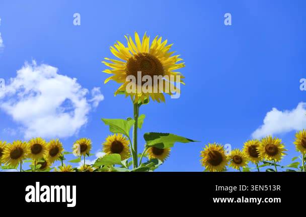 Sunflowers in Full Bloom Swaying in the Wind Against a Blue Sky Stock ...