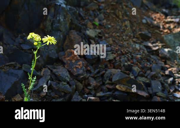 Yellow Wildflower Among Archean Volcanic Rocks at Apolonivka ...