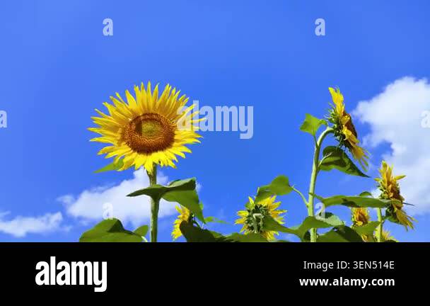 Sunflowers in Full Bloom Swaying in the Wind Against a Blue Sky Stock ...
