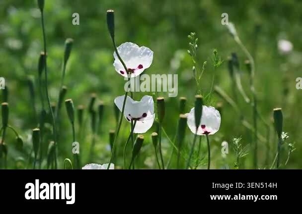 White Opium Poppy Flowers and Seed Capsules in Bloom. Papaver ...