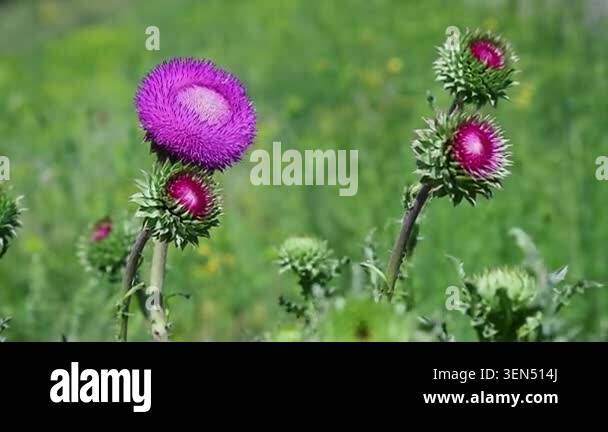 Blooming Milk Thistle Flowers in Meadow. Silybum marianum Wild ...