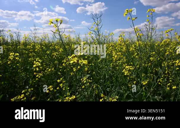 Oilseed Rape Field Under Blue Sky with Clouds. Brassica napus Canola ...