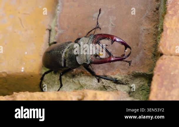 The stag beetle is the largest beetle and one of the most recognizable ...