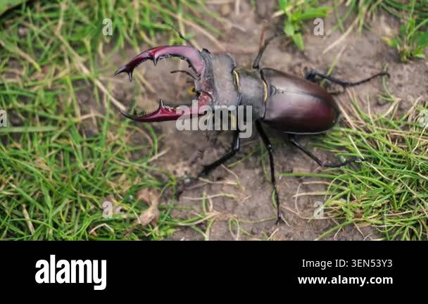 The stag beetle is the largest beetle and one of the most recognizable ...
