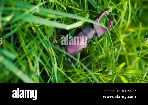 The stag beetle is the largest beetle and one of the most recognizable ...