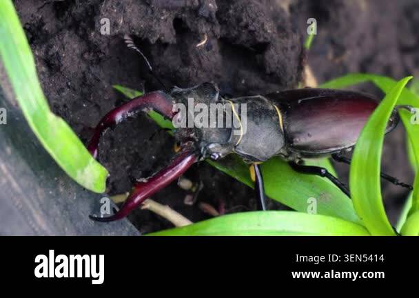 The stag beetle is the largest beetle and one of the most recognizable ...