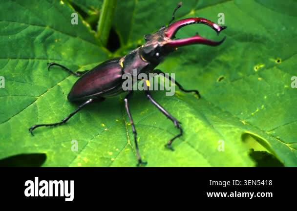 The stag beetle is the largest beetle and one of the most recognizable ...
