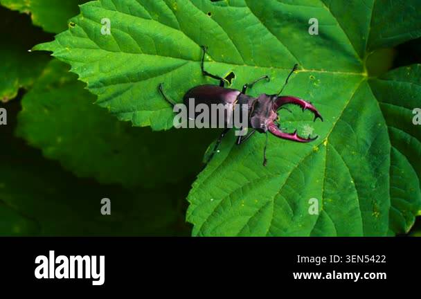 The stag beetle is the largest beetle and one of the most recognizable ...