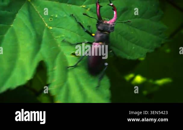 The stag beetle is the largest beetle and one of the most recognizable ...