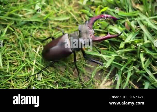 The stag beetle is the largest beetle and one of the most recognizable ...