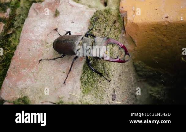 The stag beetle is the largest beetle and one of the most recognizable ...