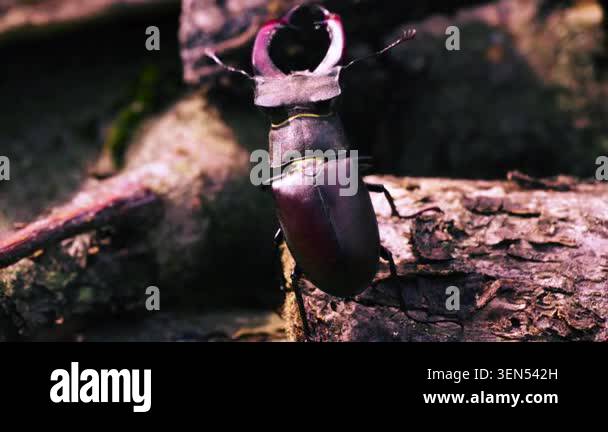 The stag beetle is the largest beetle and one of the most recognizable ...
