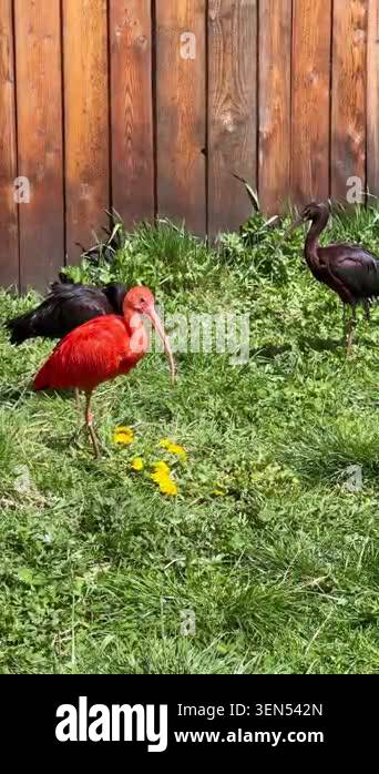 Beautiful scarlet ibis with bright red feathers and dark glossy ibis in ...