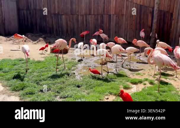 Greater flamingos and bright scarlet ibises walking and feeding in an ...