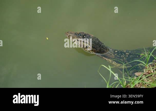 Asian water monitor lizard swimming in pond at Lumphini Park Bangkok ...