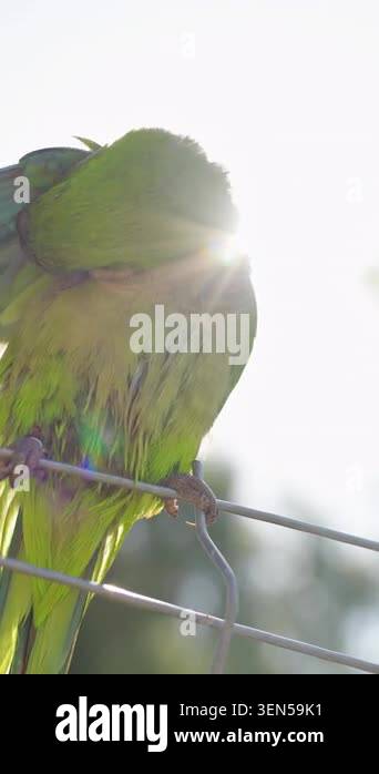 Green parakeet grooming feathers while perched on metal fence, close up ...