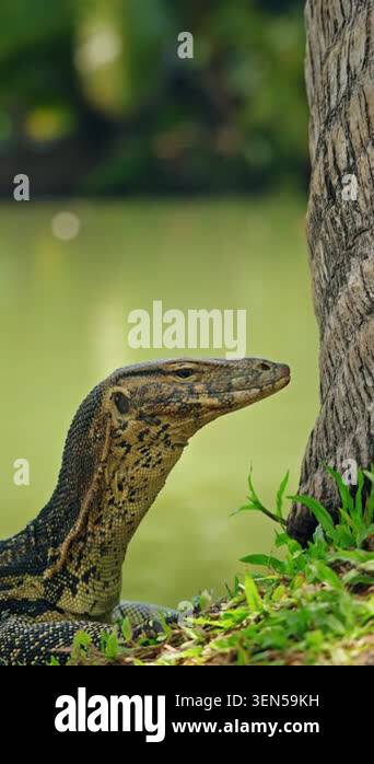 Vertical portrait of Asian water monitor lizard near tree in Lumphini ...
