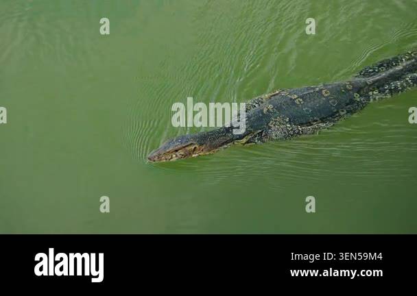 Asian water monitor lizard swimming in green lake water at Lumphini ...