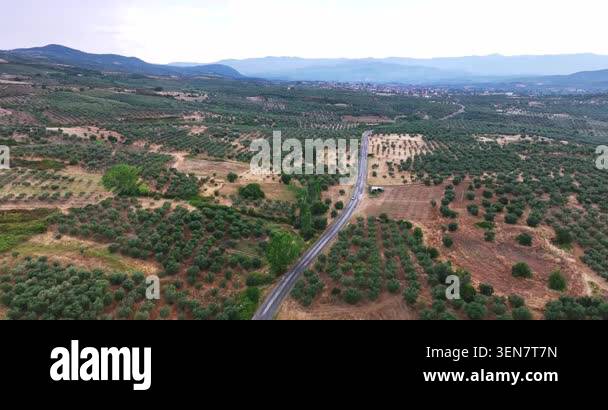 Aerial view over vast olive groves fields in the countryside of Greece ...