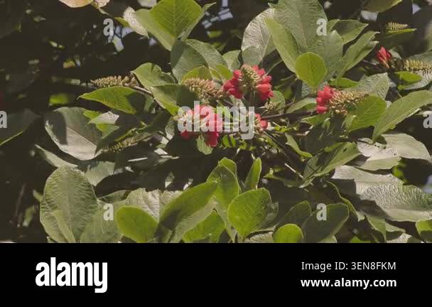 Leaves and flowers of the basul tree being shaken by the wind ...