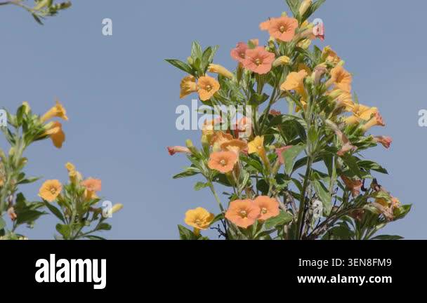 Marmalade bush flowers against a clear blue sky, illuminated by the ...