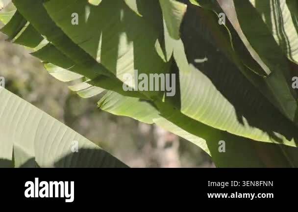 Banana leaves being buffeted by the wind, illuminated by the light of ...