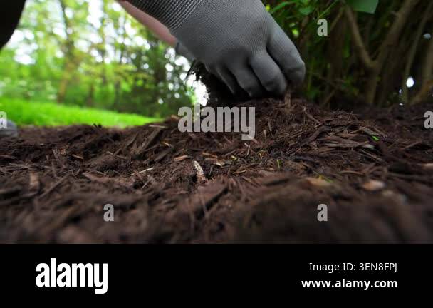 Close up view footage of gardener spreading fresh mulch around bushes ...