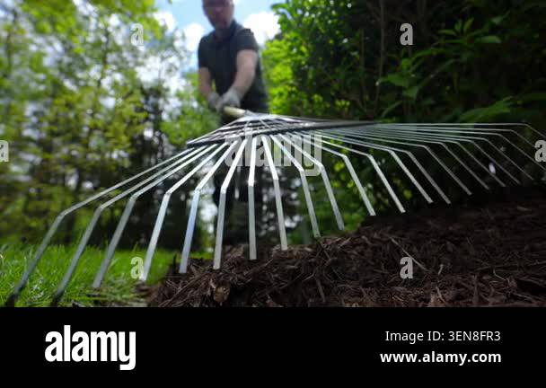 Landscaper raking fresh mulch around bushes in residential garden ...