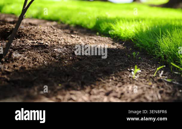Fresh garden mulch and green grass in landscaped backyard during sunny ...