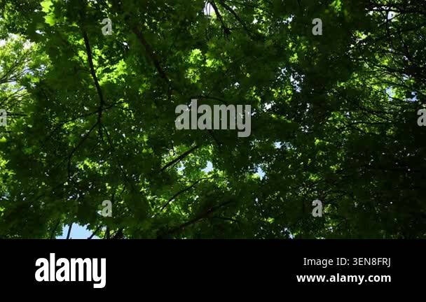 Sunlight shining through dense green tree leaves during bright summer ...